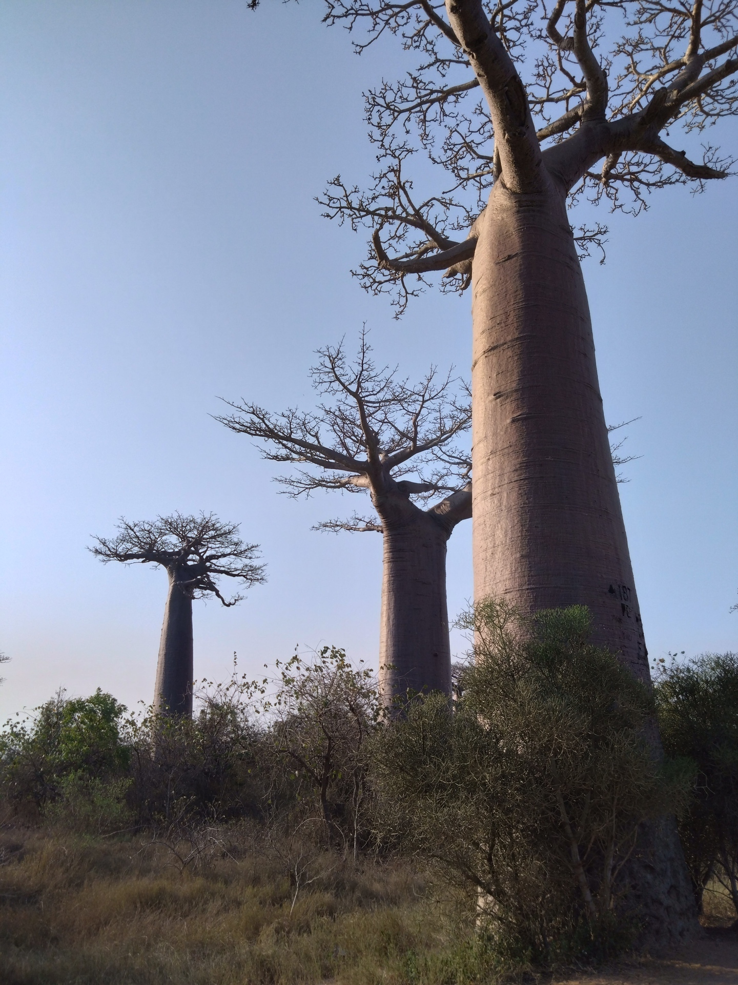 07.09モロンダバのバオバブ鑑賞2: 私の食べ歩き・私の世界旅行